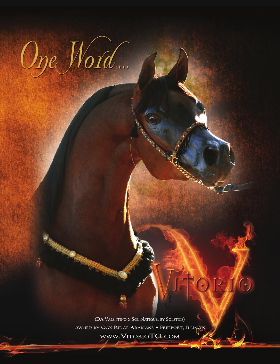 Vitorio - Oak Ridge Arabians by Arabian Horse Times - Issuu