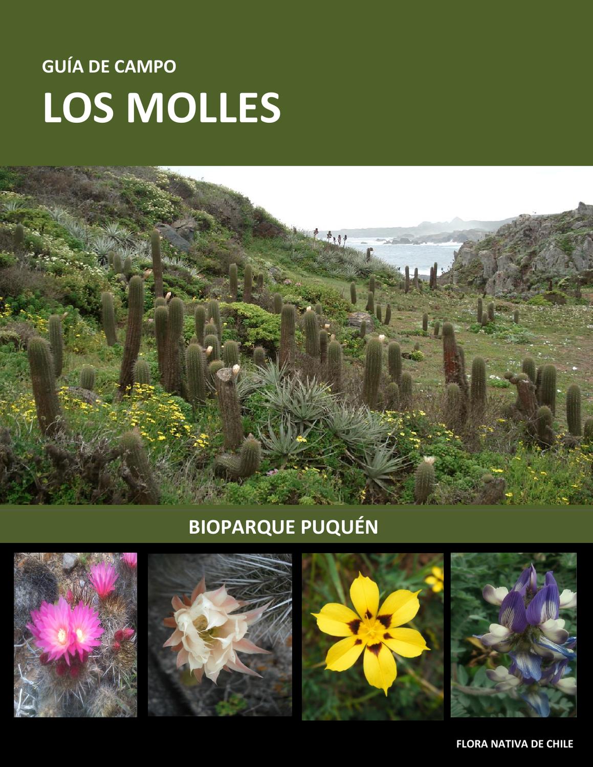 Guia de Campo Los Molles by Fernando Ruz - chileangarden - Issuu