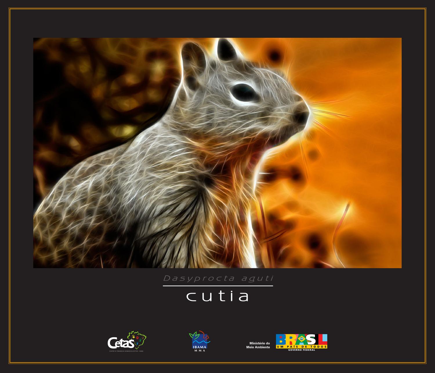 Cartaz Fauna - Cutia by Ricardo Rosado Maia - Issuu