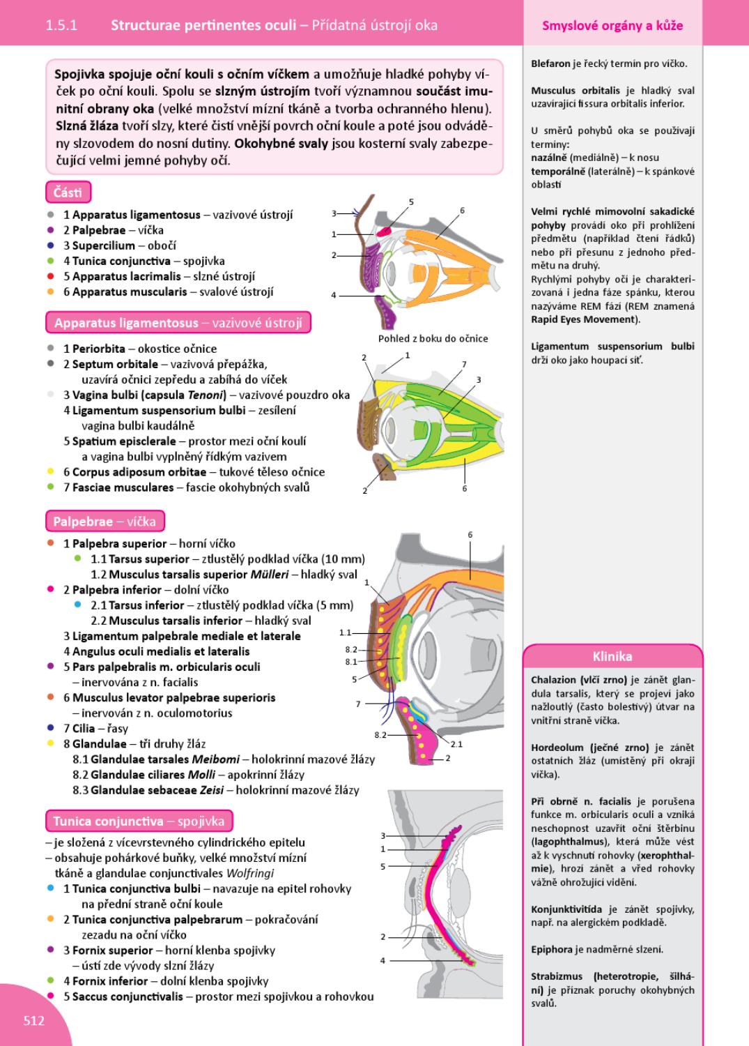 Memorix anatomie by Radovan Hudak - Issuu