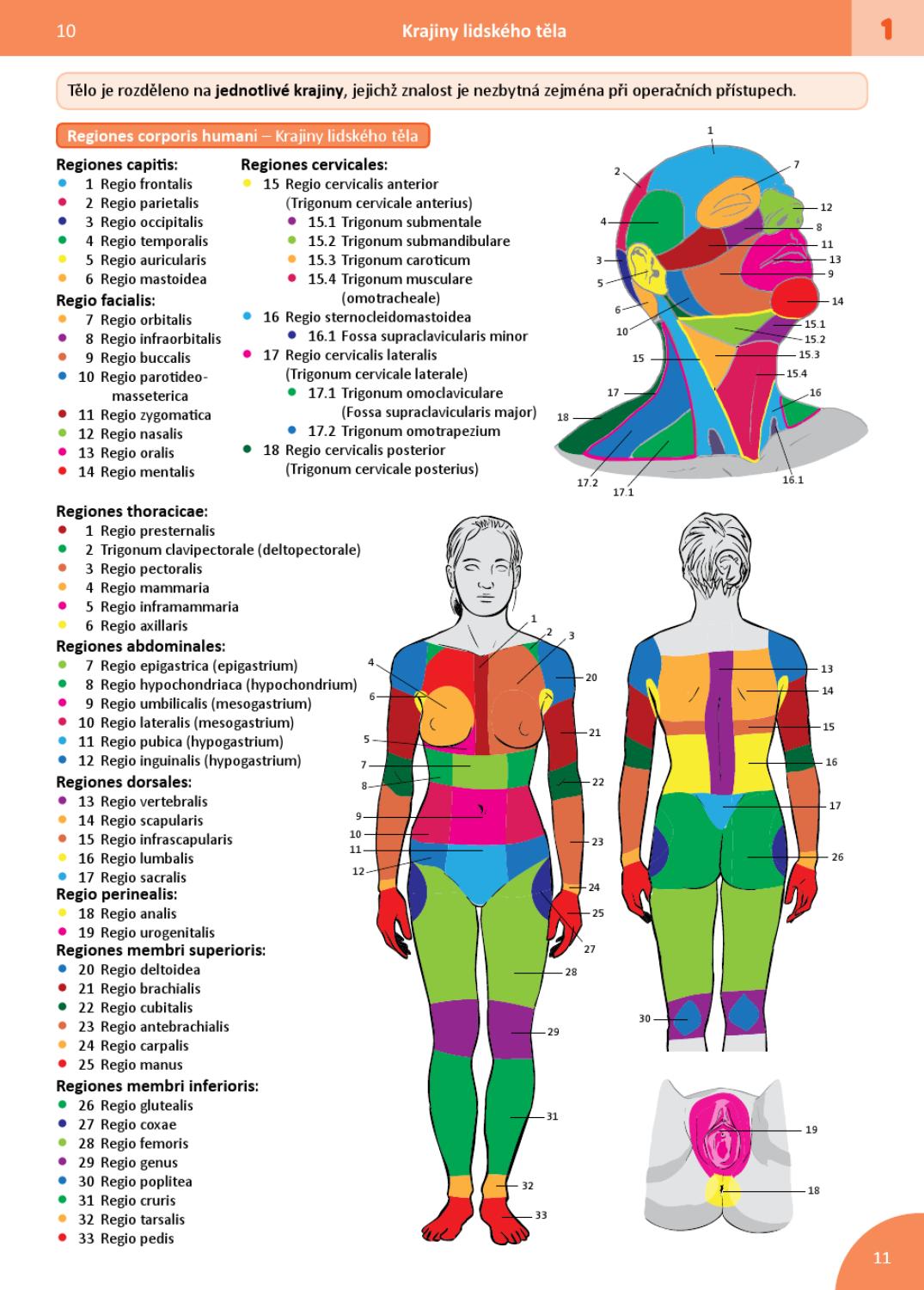 Memorix anatomie by Radovan Hudak - Issuu