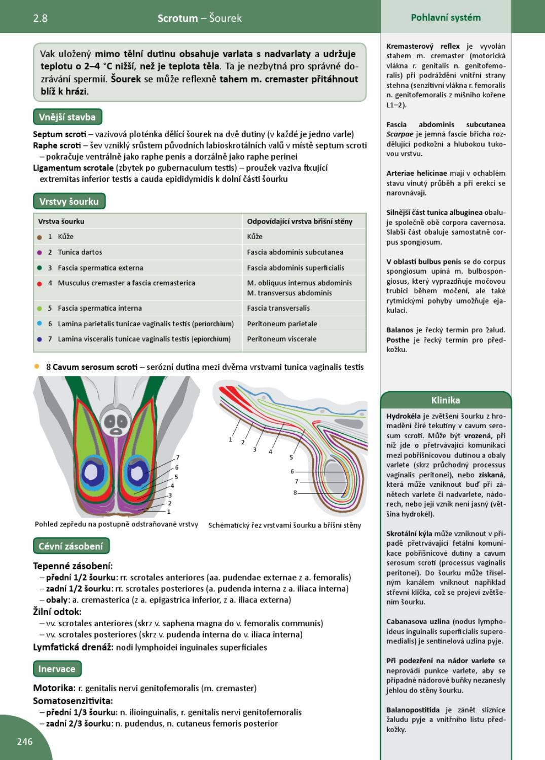 Memorix anatomie by Radovan Hudak - Issuu
