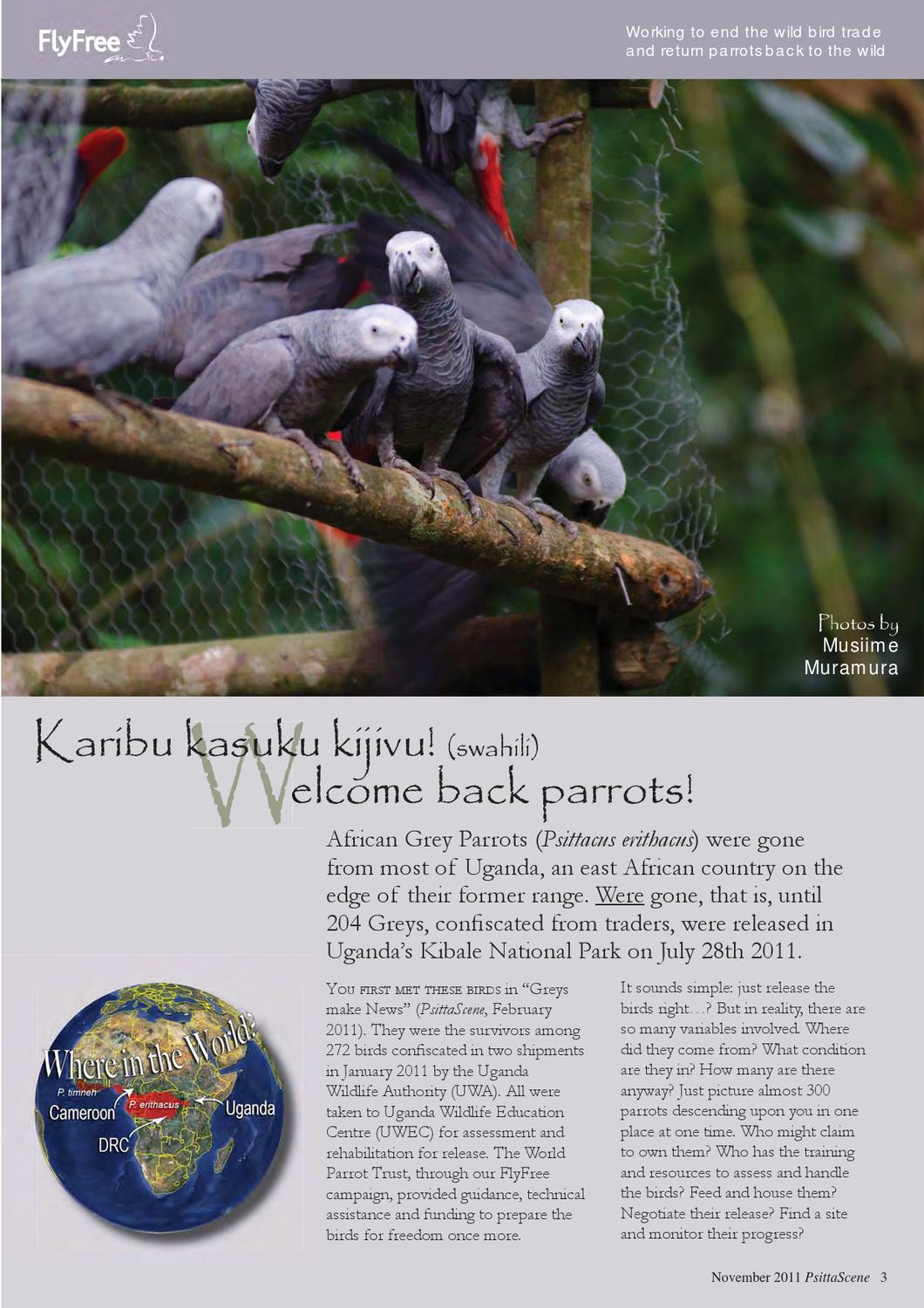 Welcome Back Parrots (Grey Parrot) - PsittaScene Issue 23.4, Nov. 2011 ...