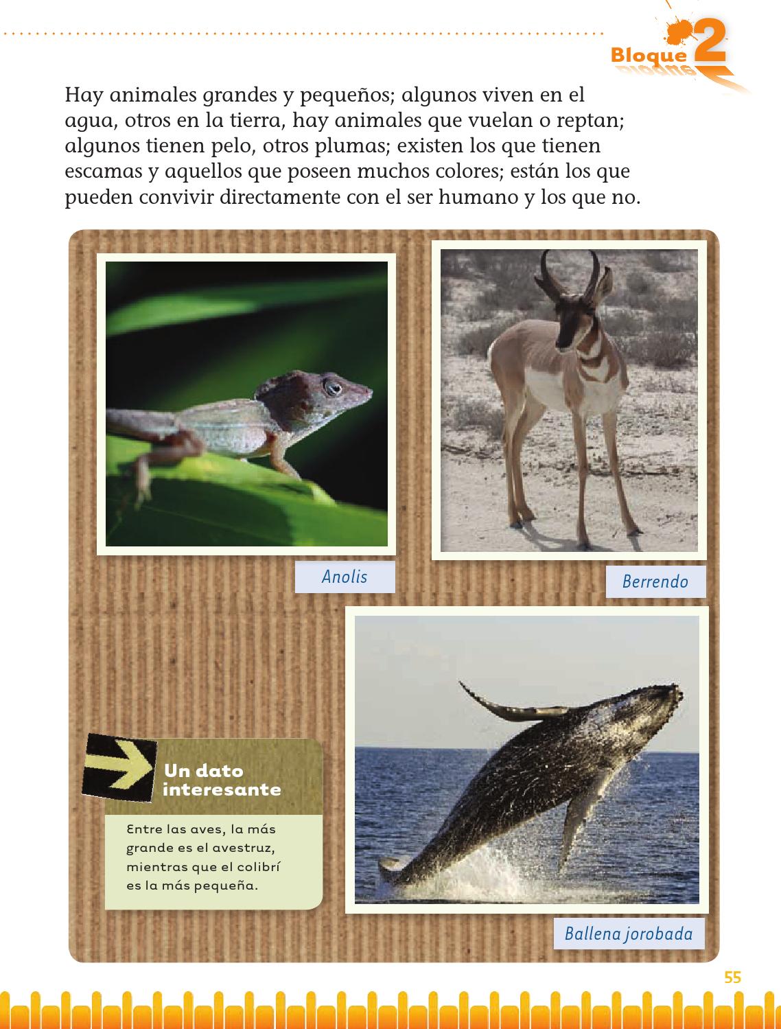 Exploración de la Naturaleza y la Sociedad 1er. Grado by Rarámuri - Issuu