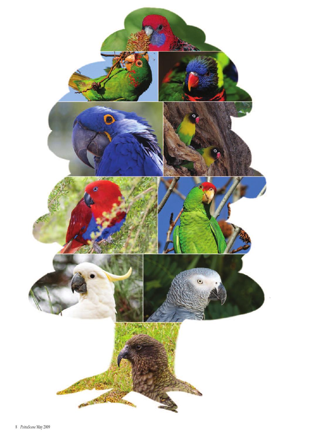 All in the Family Tree - PsittaScene Issue 21.2, May 2009 by World ...