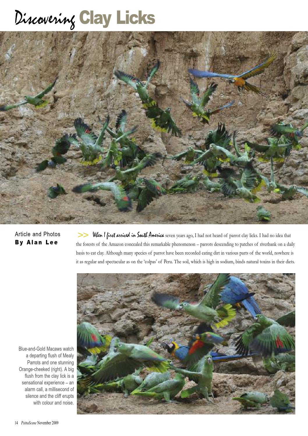 Discovering Clay Licks - PsittaScene Issue 21.4, Nov. 2009 by World ...