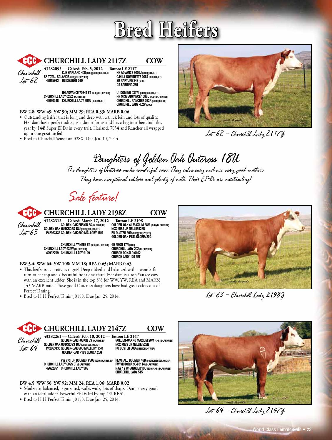 Churchill Cattle Co. World Class Hereford Female Sale by Cattle In ...