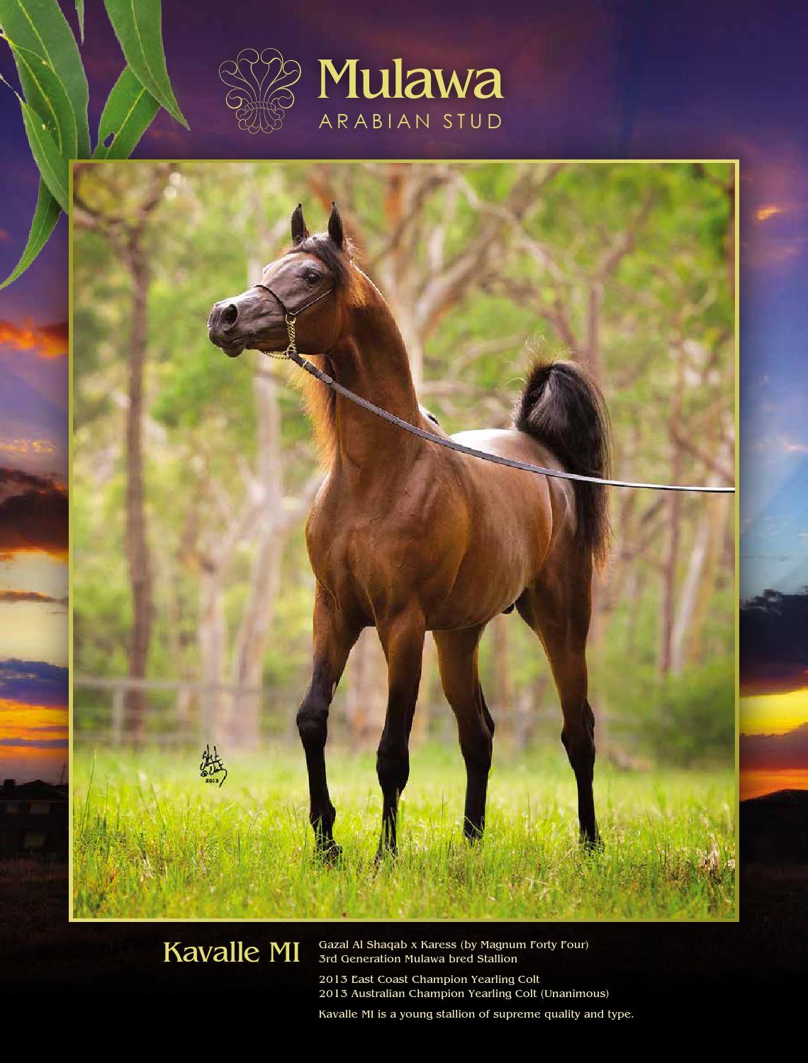 Mulawa Arabian Stud eBook by Vink Publishing - Issuu