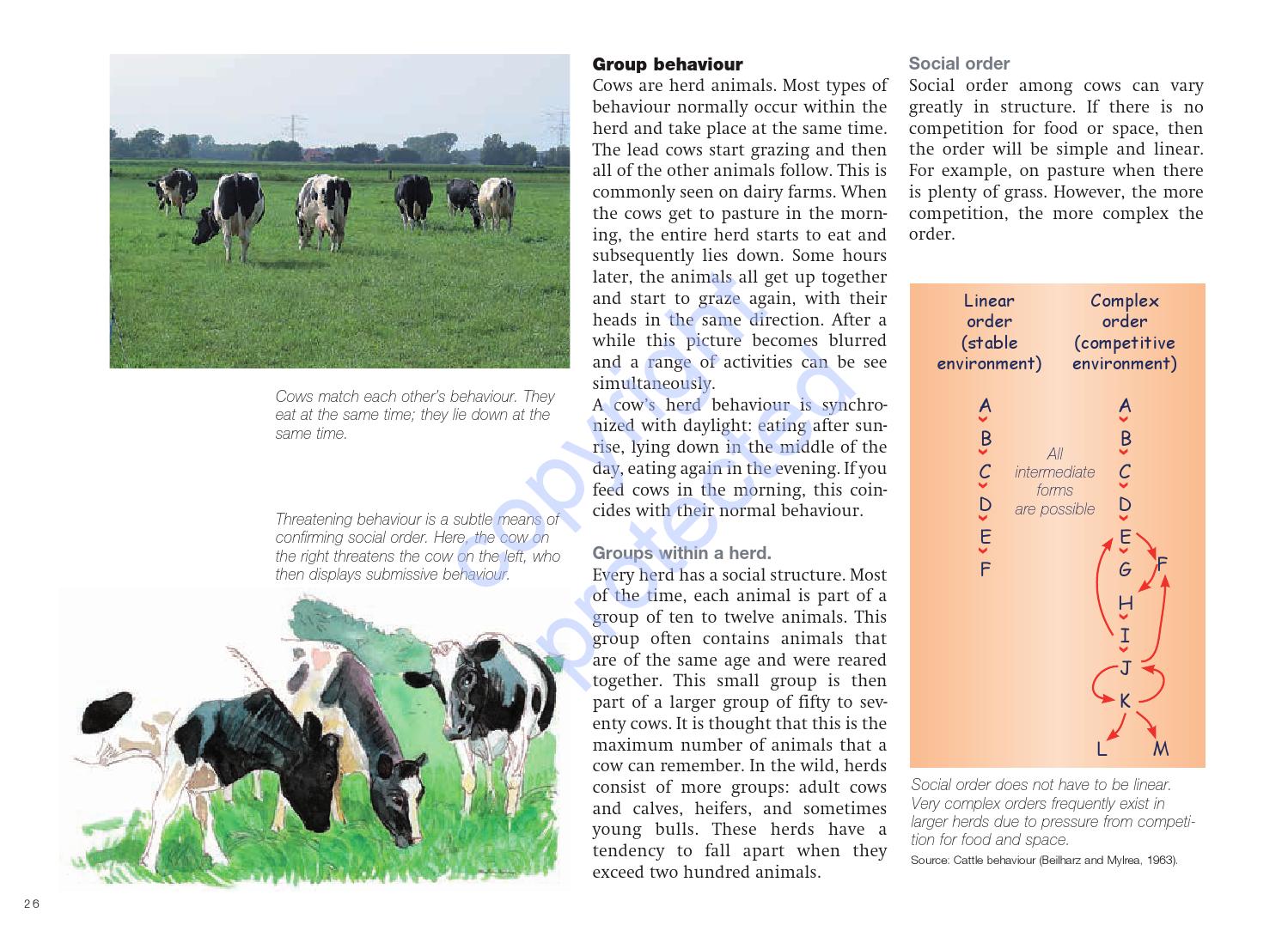 Cow signals - US edition by Roodbont Publishers - Issuu