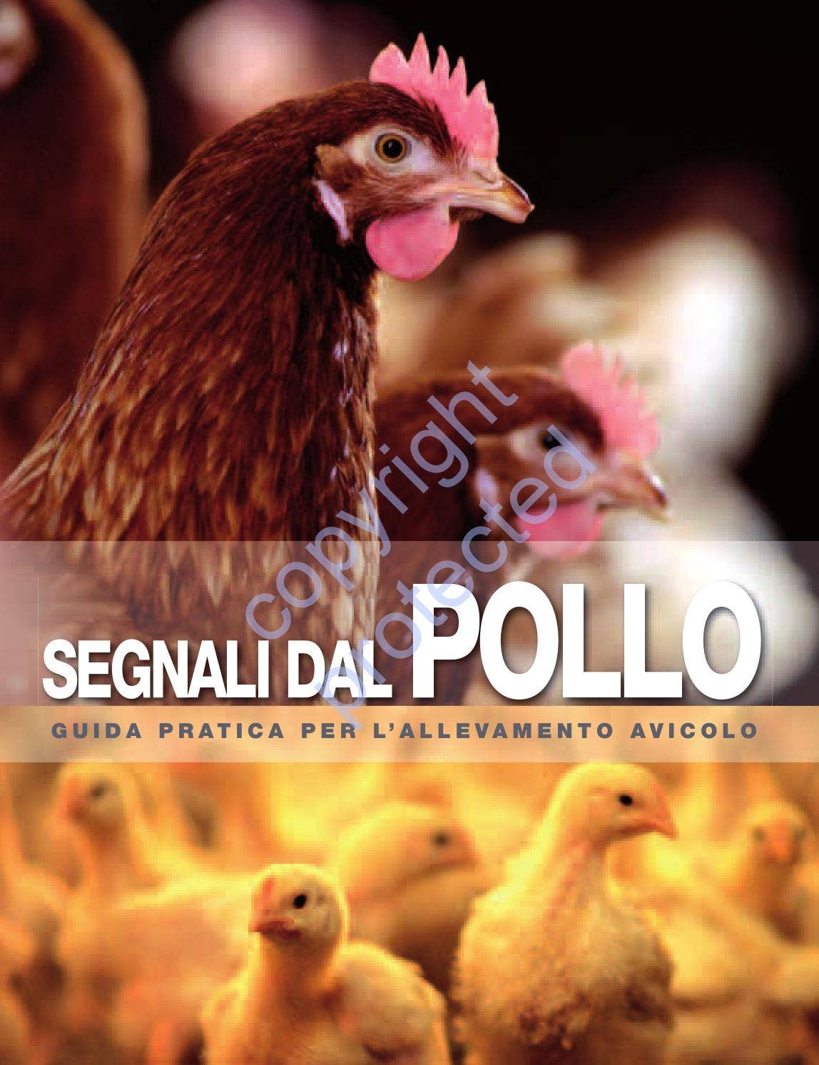 Poultry signals - Italian edition by Roodbont Publishers - Issuu
