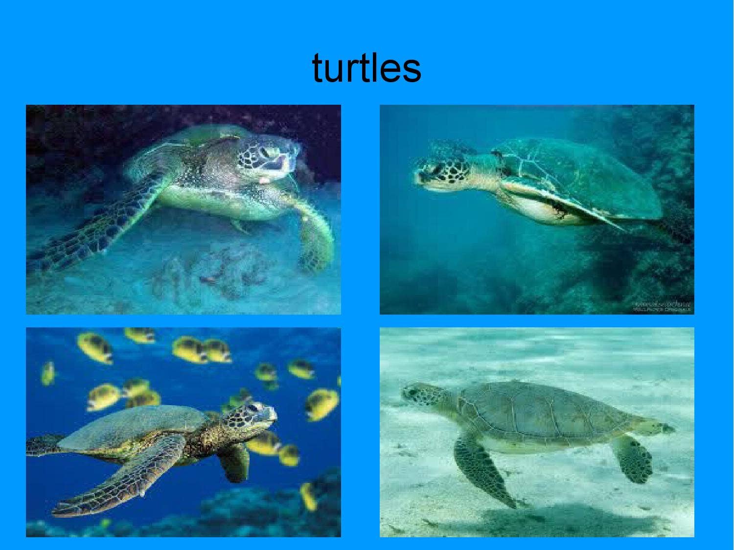 Julie tortue by Maria panou - Issuu