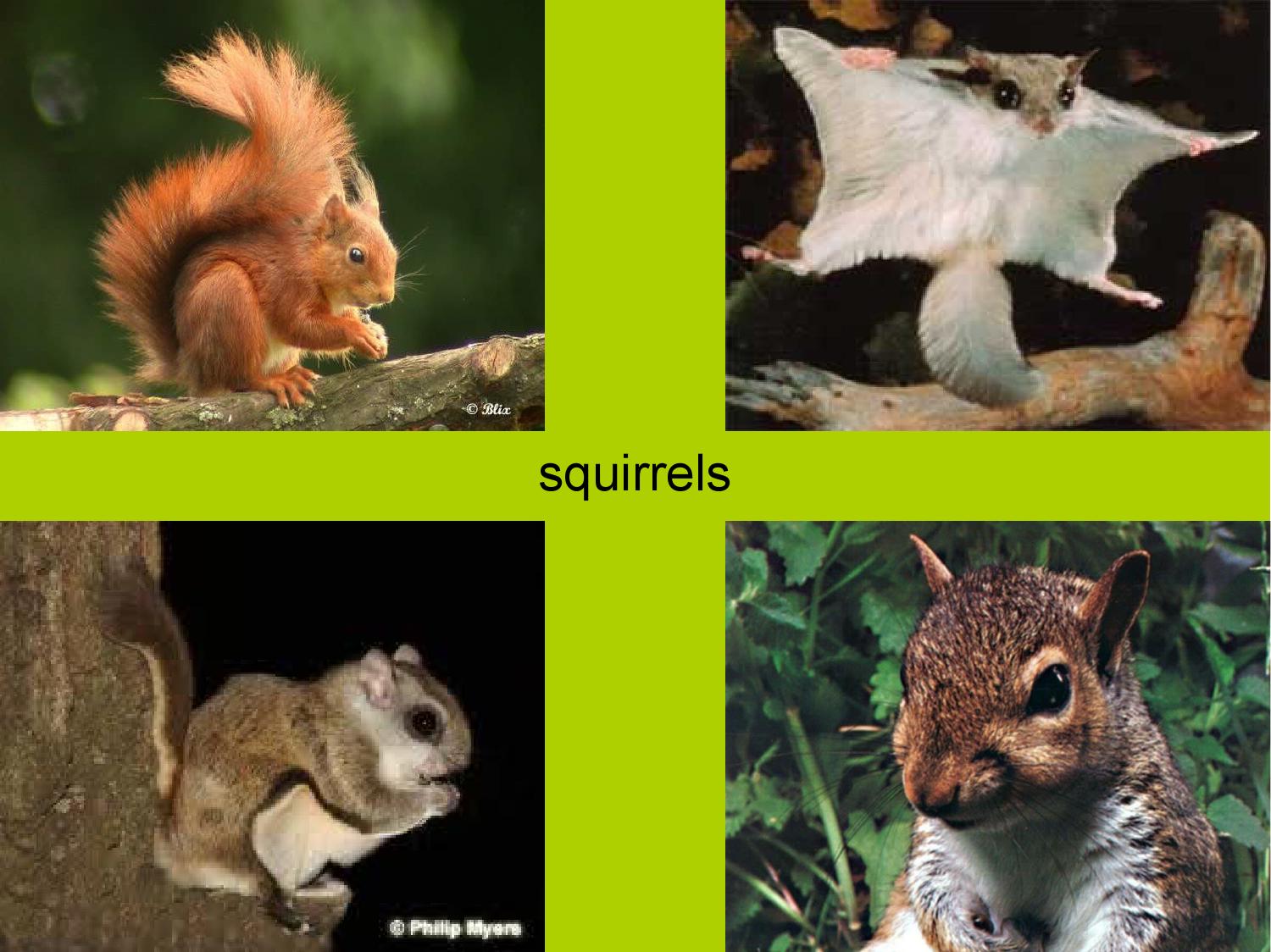 Ecureuil maelle by Maria panou - Issuu