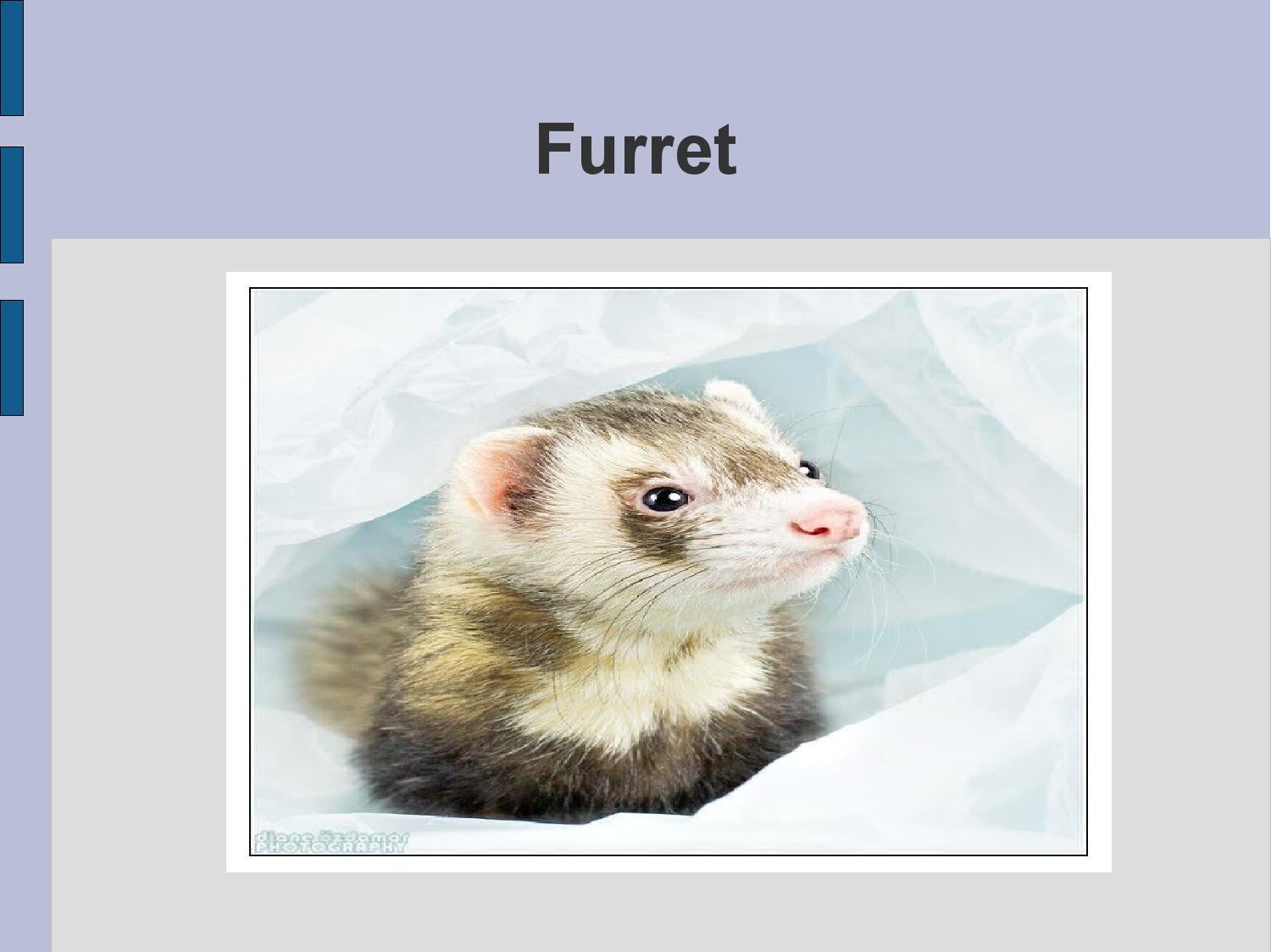 Diaporama sur les furets zoc3a9 by Maria panou - Issuu