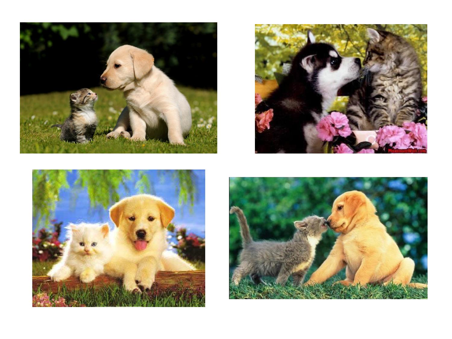 Diapo chiot et chat by Maria panou - Issuu