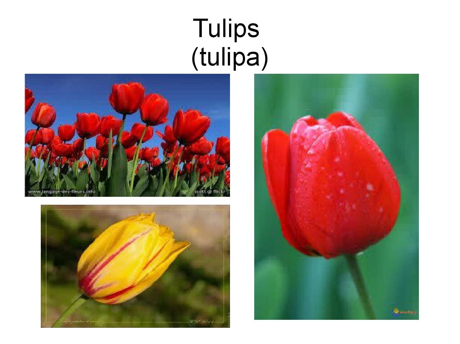 Julie tulipes by Maria panou - Issuu