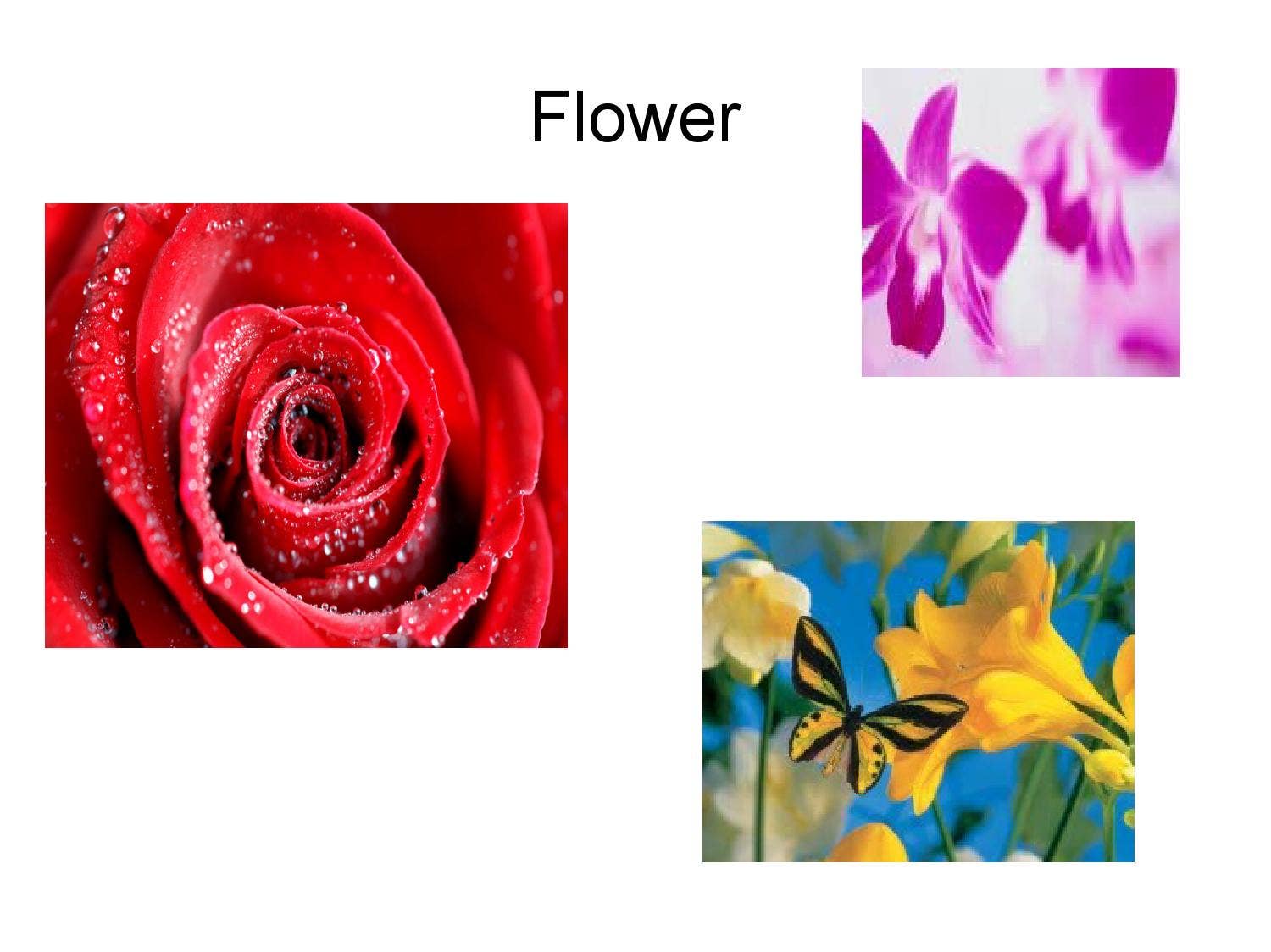 Diapo flower by Maria panou - Issuu