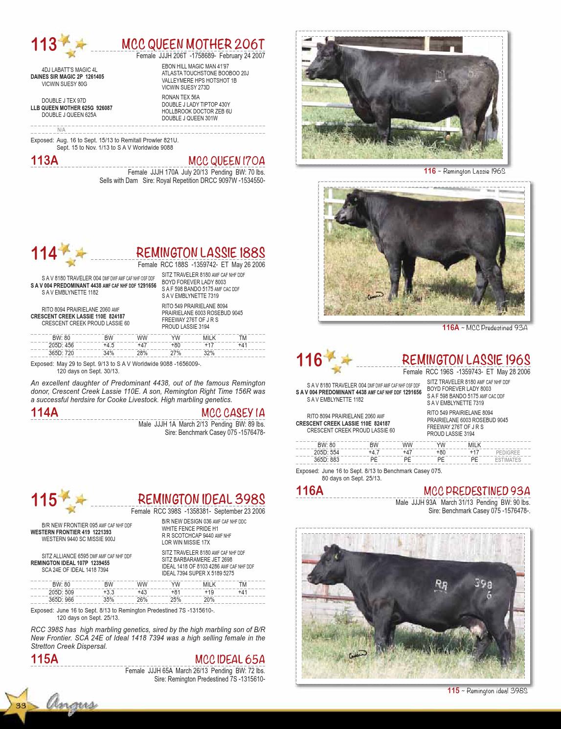 Majestic Cattle Co Angus & Simmental Dispersal 2013 by Everything Angus ...