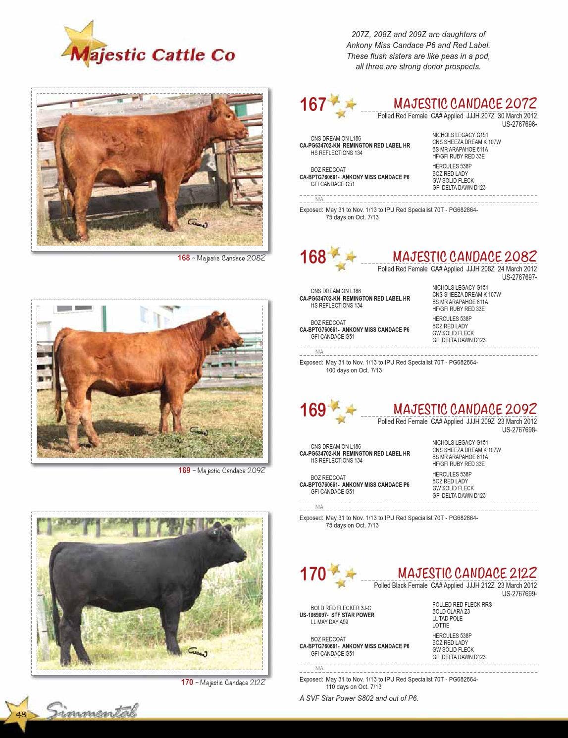 Majestic Cattle Co Angus & Simmental Dispersal 2013 by Everything Angus ...