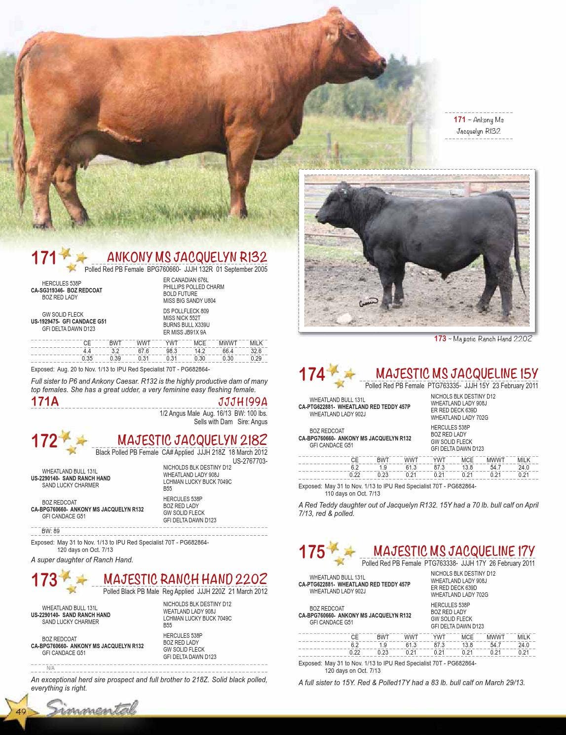 Majestic Cattle Co Angus & Simmental Dispersal 2013 by Everything Angus ...