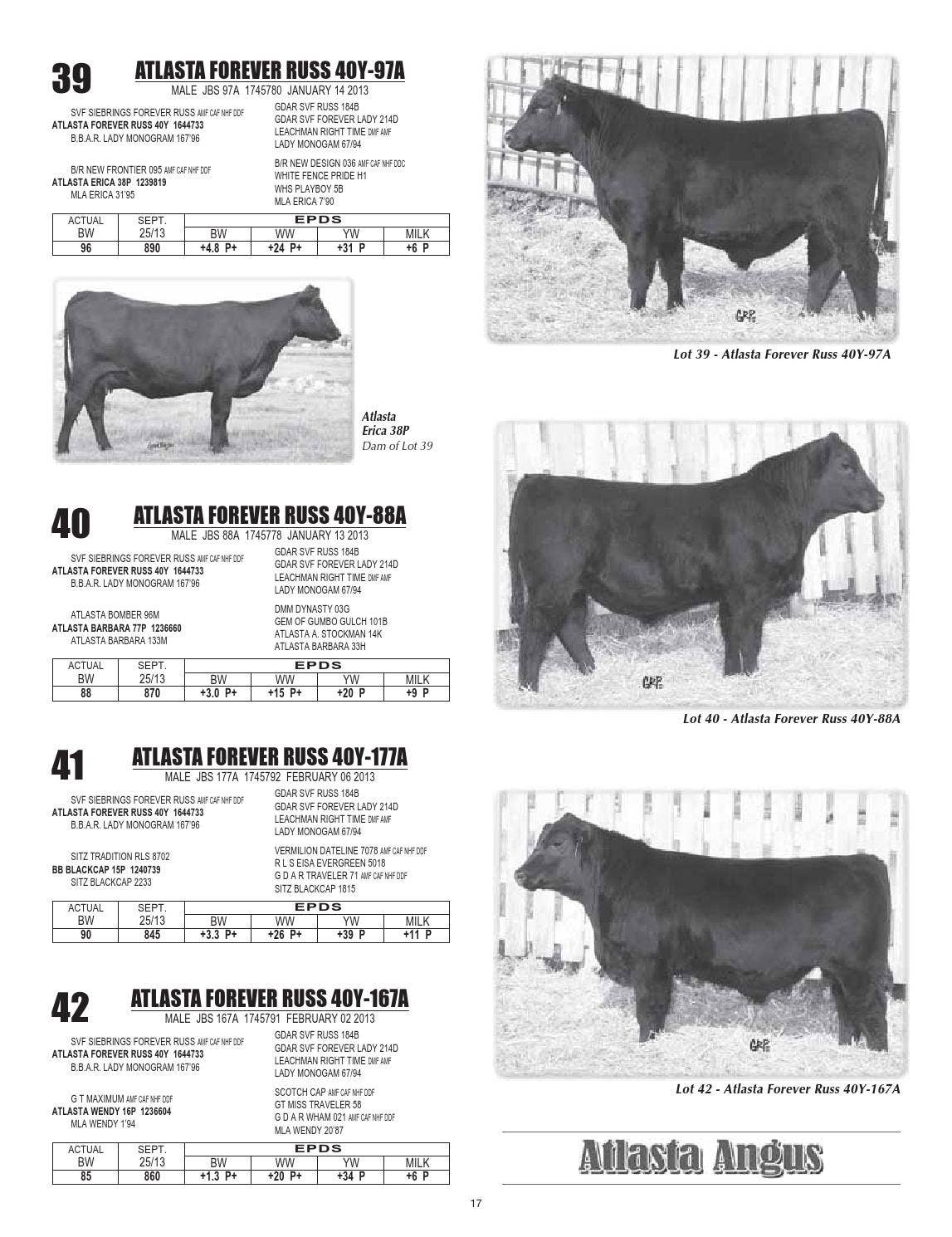Atlasta Angus Bull & Seriously Black Female Sale 2013 by Everything ...