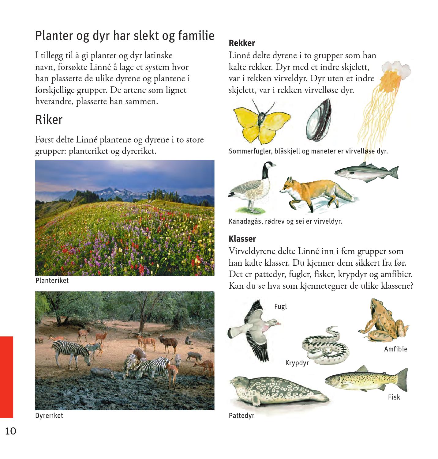 Yggdrasil 6 naturfag bm by Aschehoug - Issuu