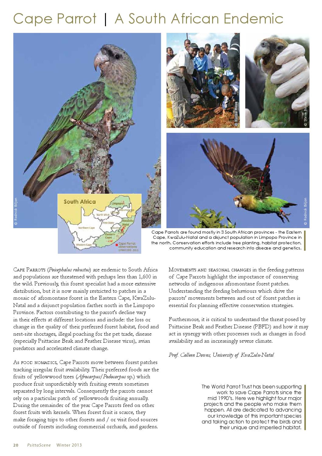 Cape Parrot | A South African Endemic - Psittascene Issue 25.3 Winter ...