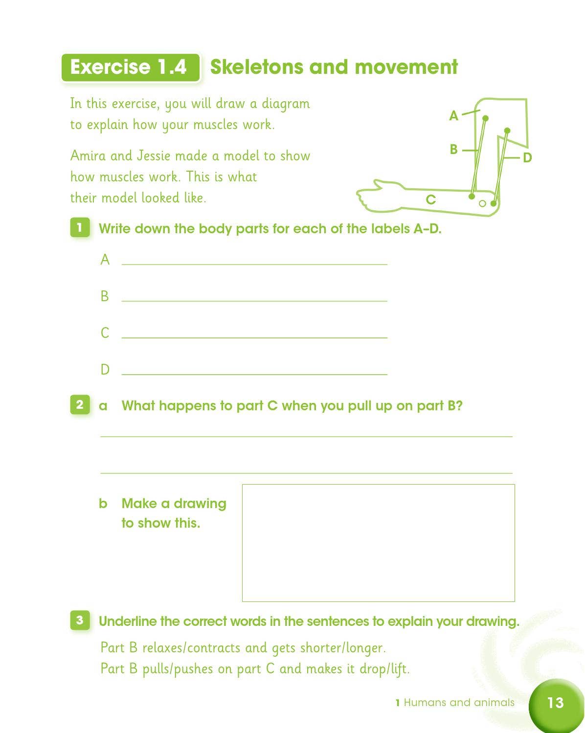 Cambridge Primary Science Activity Book 4 by Cambridge International ...
