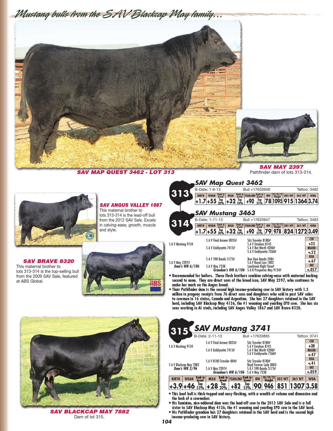 Schaff Angus Valley - 111th Production Sale by LivestockDirect - Issuu