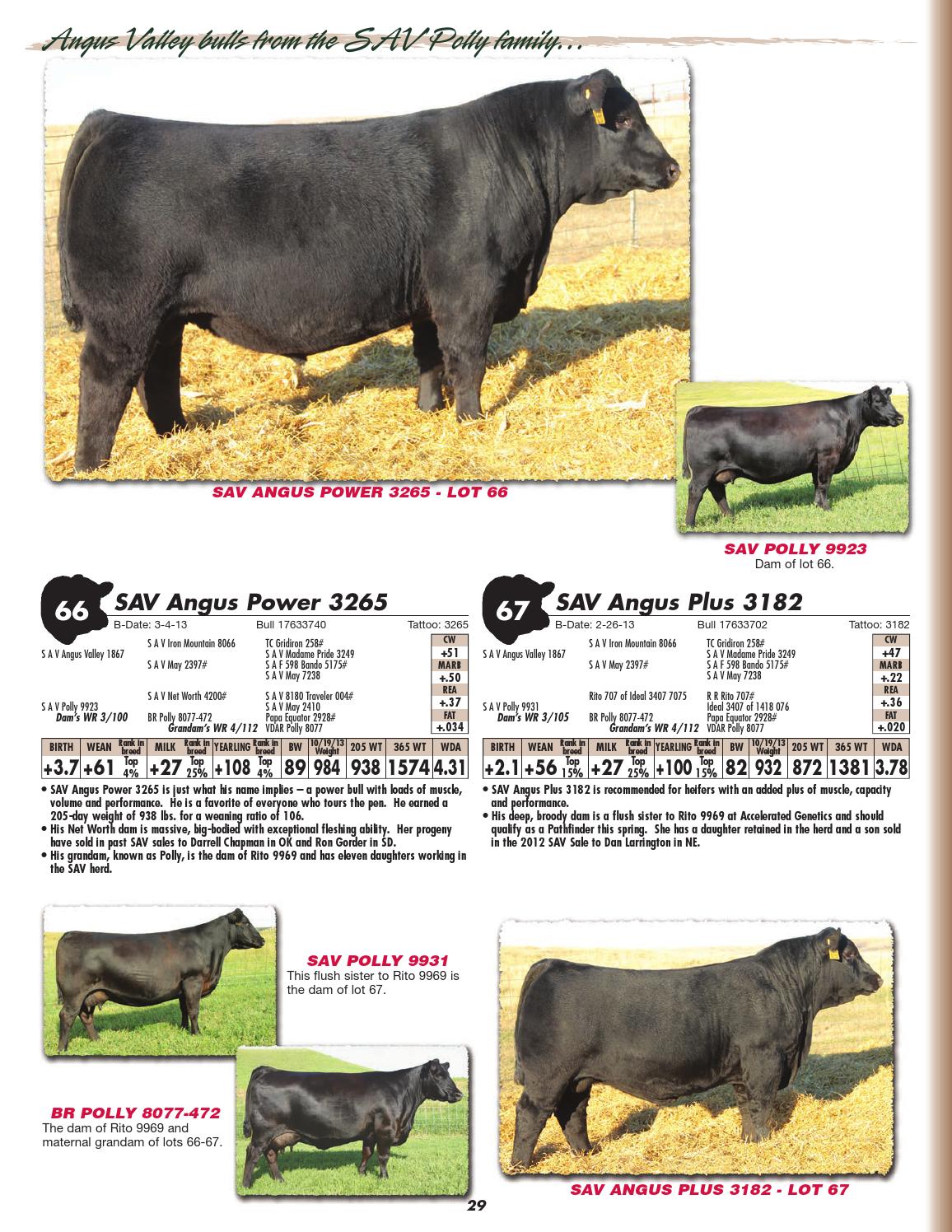 Schaff Angus Valley - 111th Production Sale by LivestockDirect - Issuu