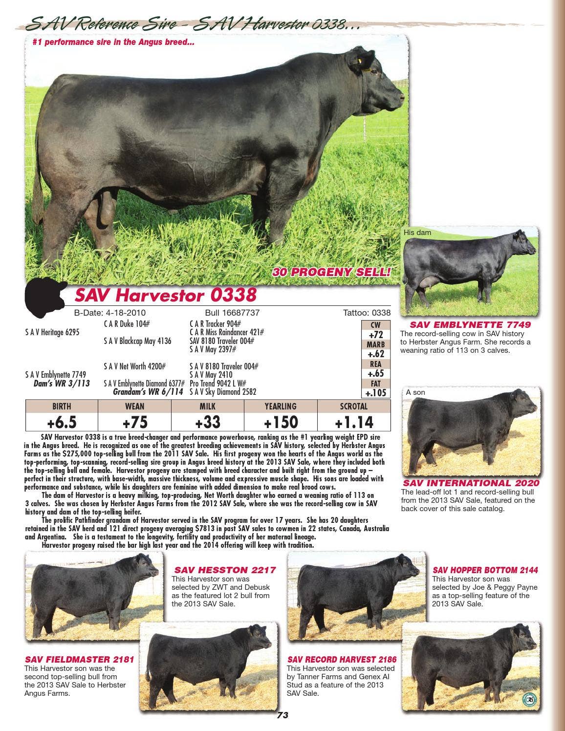 Schaff Angus Valley - 111th Production Sale by LivestockDirect - Issuu