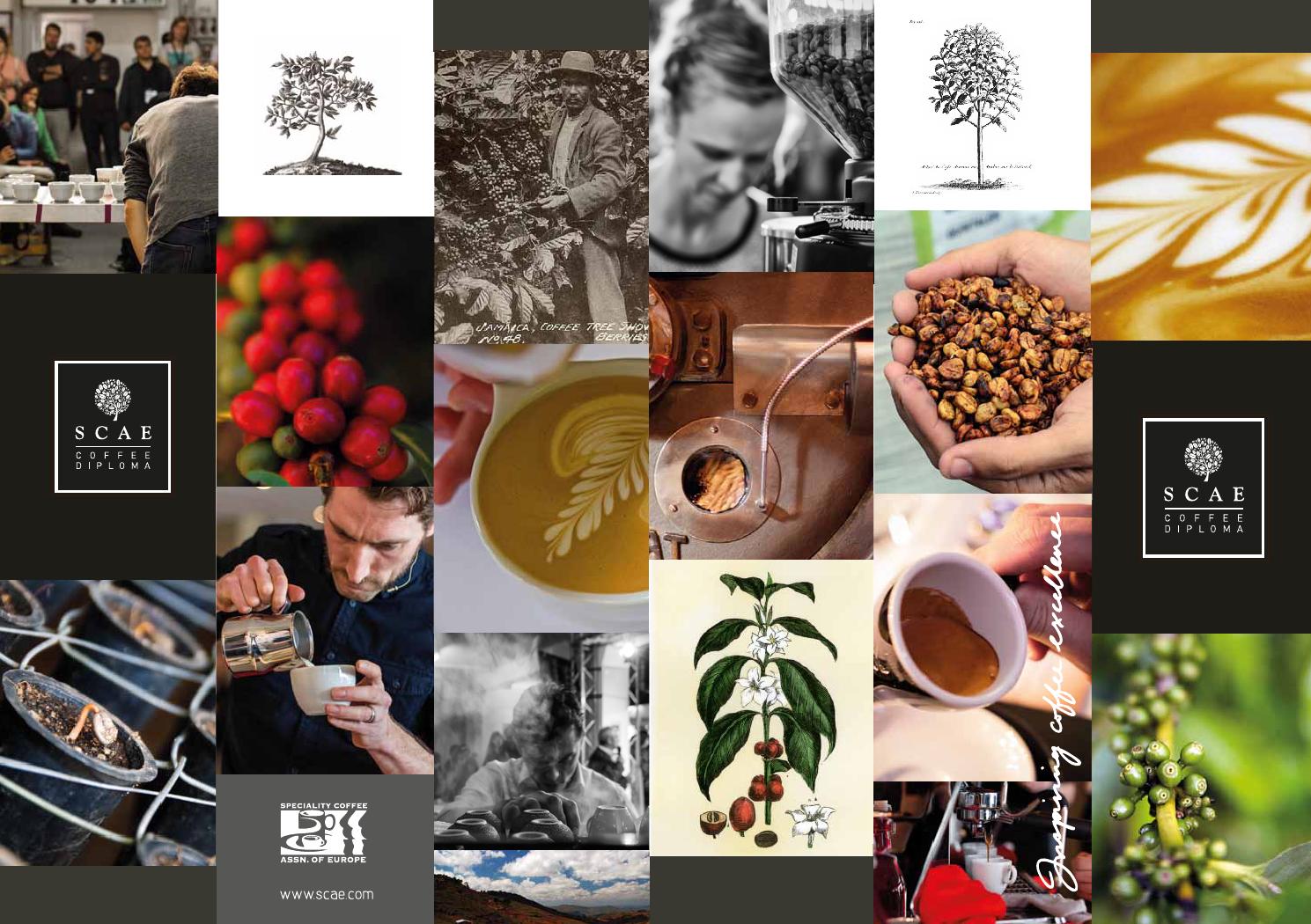 SCAE Coffee Diploma System by Blasercafé - Issuu