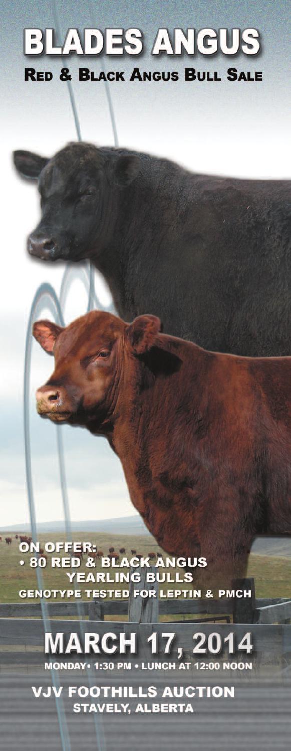 Blades Angus by Coyote Publishing Ltd. - Issuu