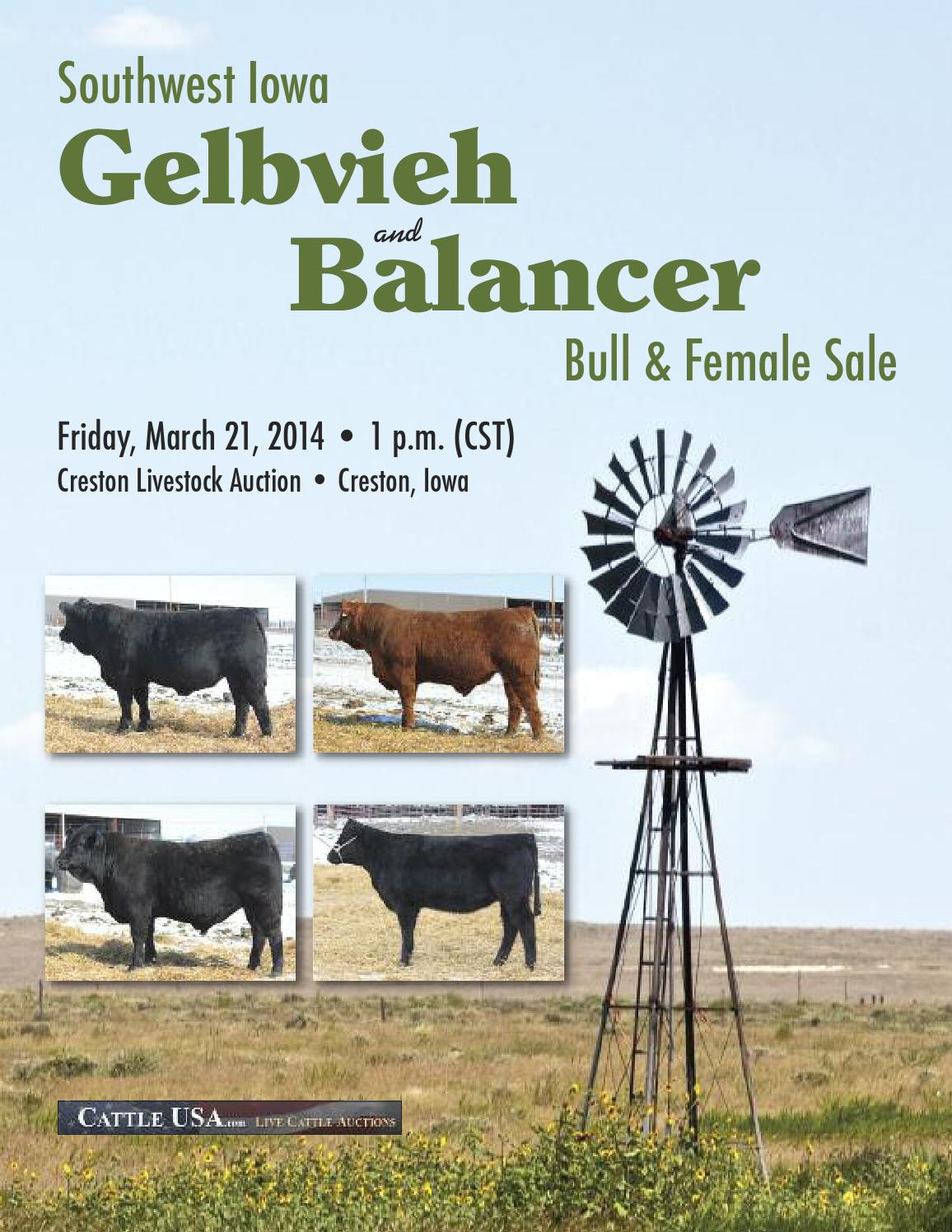 Southwest Iowa Gelbvieh & Balancer Bull & Female Sale by American ...