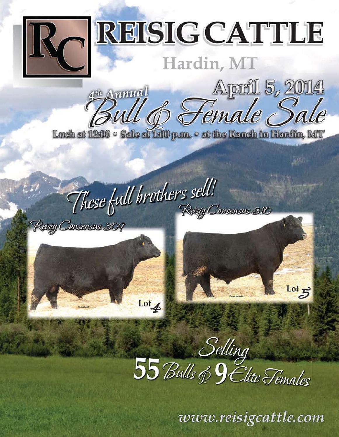 Reisig Cattle 4th Annual Bull Sale by Cattle In Motion, LLC - Issuu