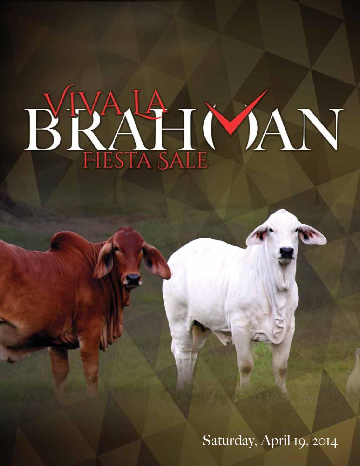 Moreno Ranches Catalog 2014 by Cattle In Motion, LLC - Issuu