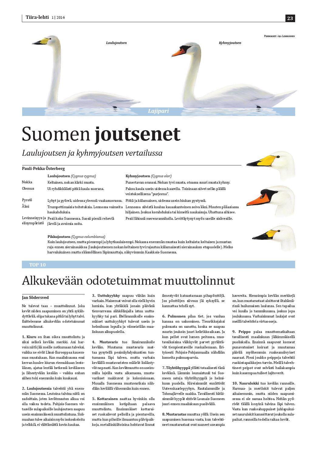 Tiira 1/2014 by BirdLife Suomi - Issuu
