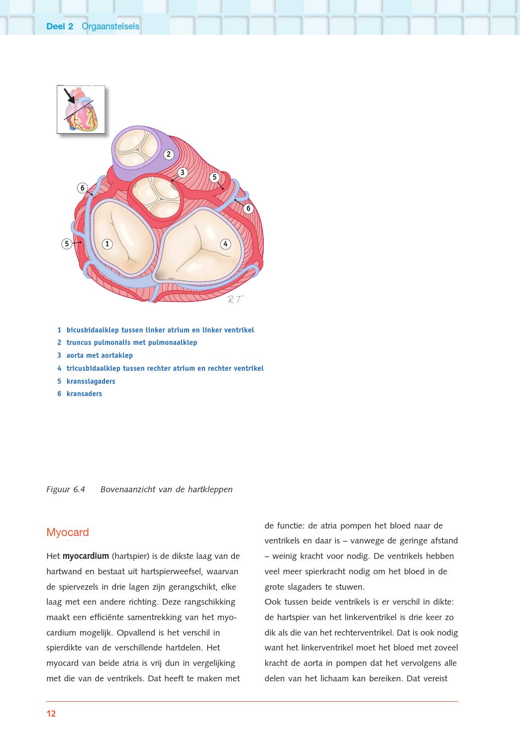 Proefhoofdstuk Anatomie en fysiologie van de mens by ThiemeMeulenhoff ...