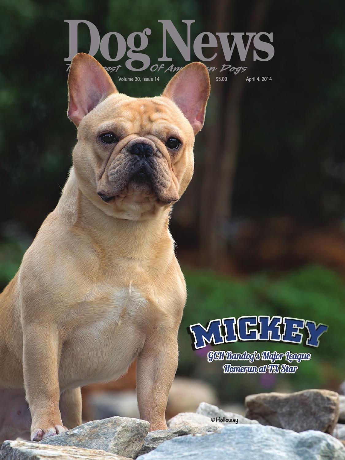 Top Custom Essays Ukc Events Coonhound Dog Temperament Top Custom Essays Ukc Events Coonhound Dog Temperament