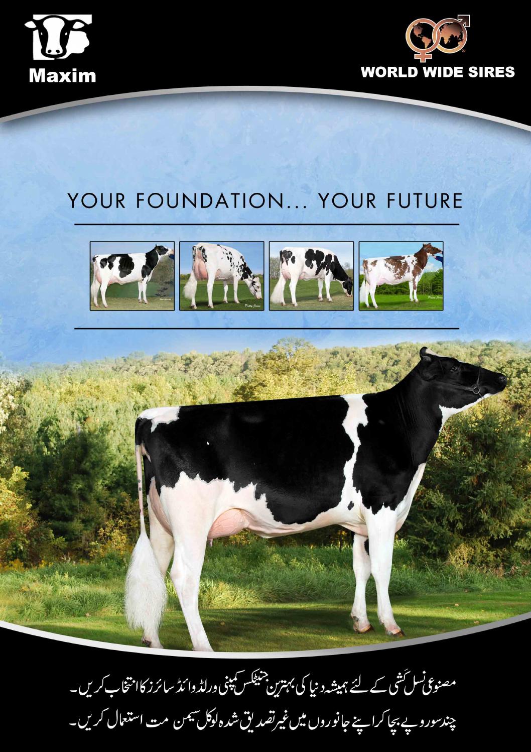 Cow info booklet by Saadia Tajammal - Issuu