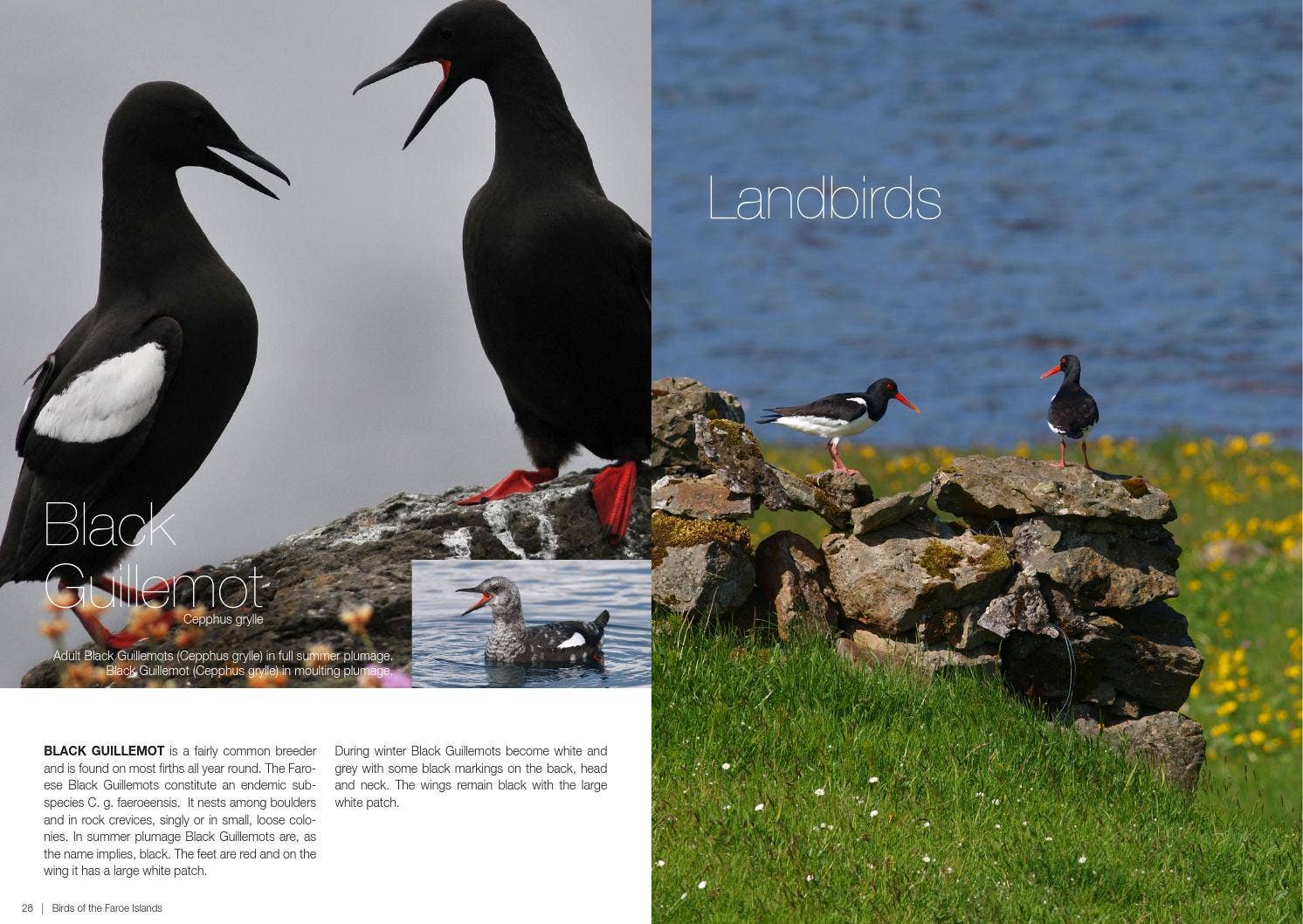 Birds of the faroe islands by Visit Faroe Islands - Issuu