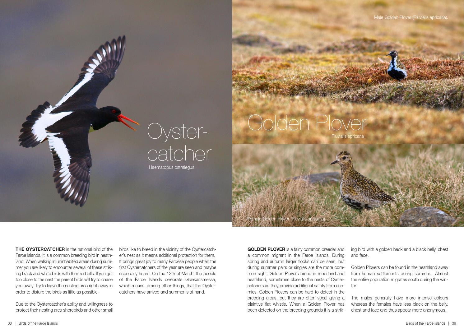 Birds of the faroe islands by Visit Faroe Islands - Issuu