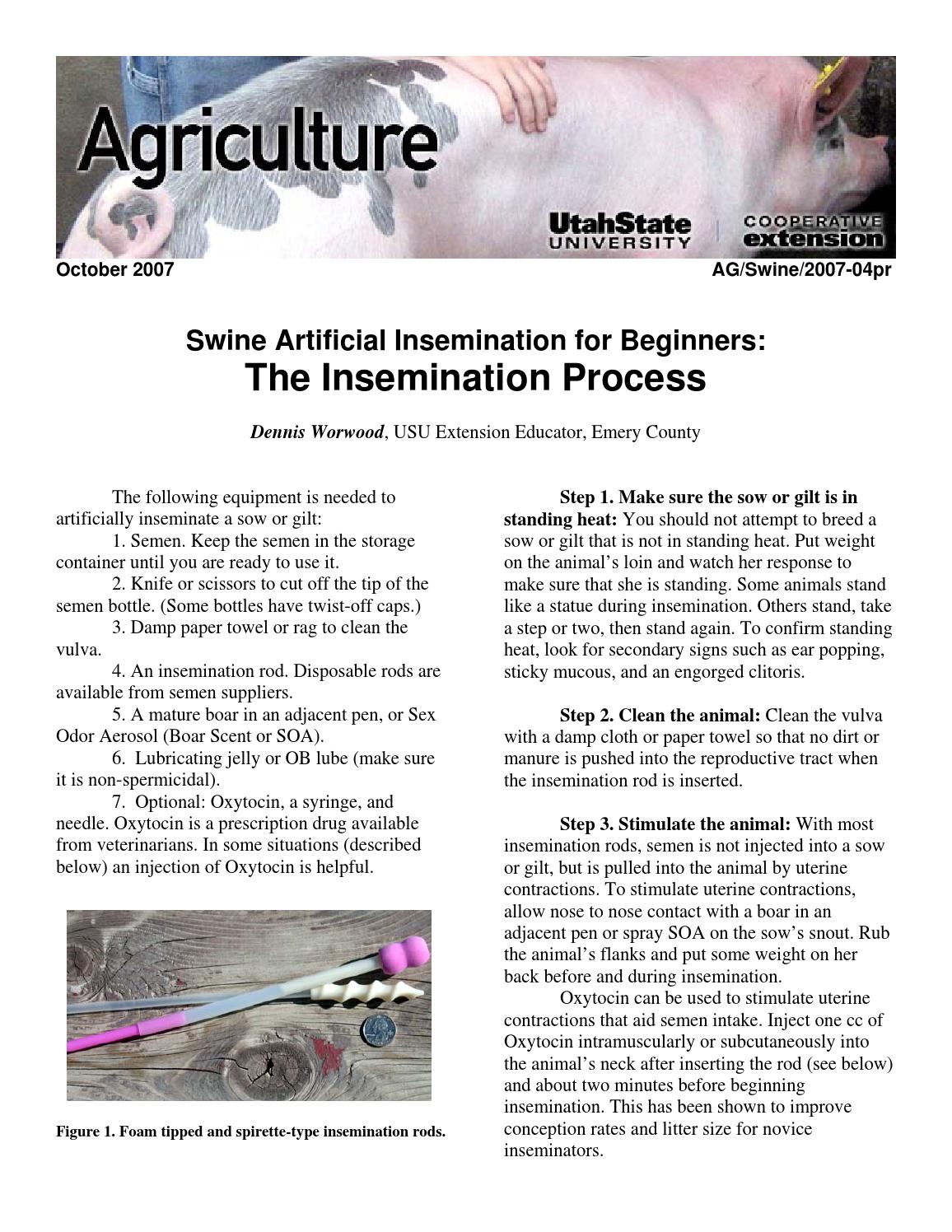 Swine Artificial Insemination for Beginners: The Insemination Process by Utah State University ...