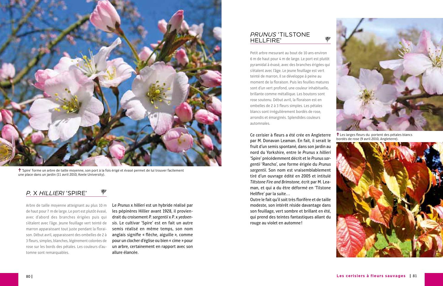 Extrait Cerisiers du Japon - Éditions Ulmer by Éditions Ulmer - Issuu