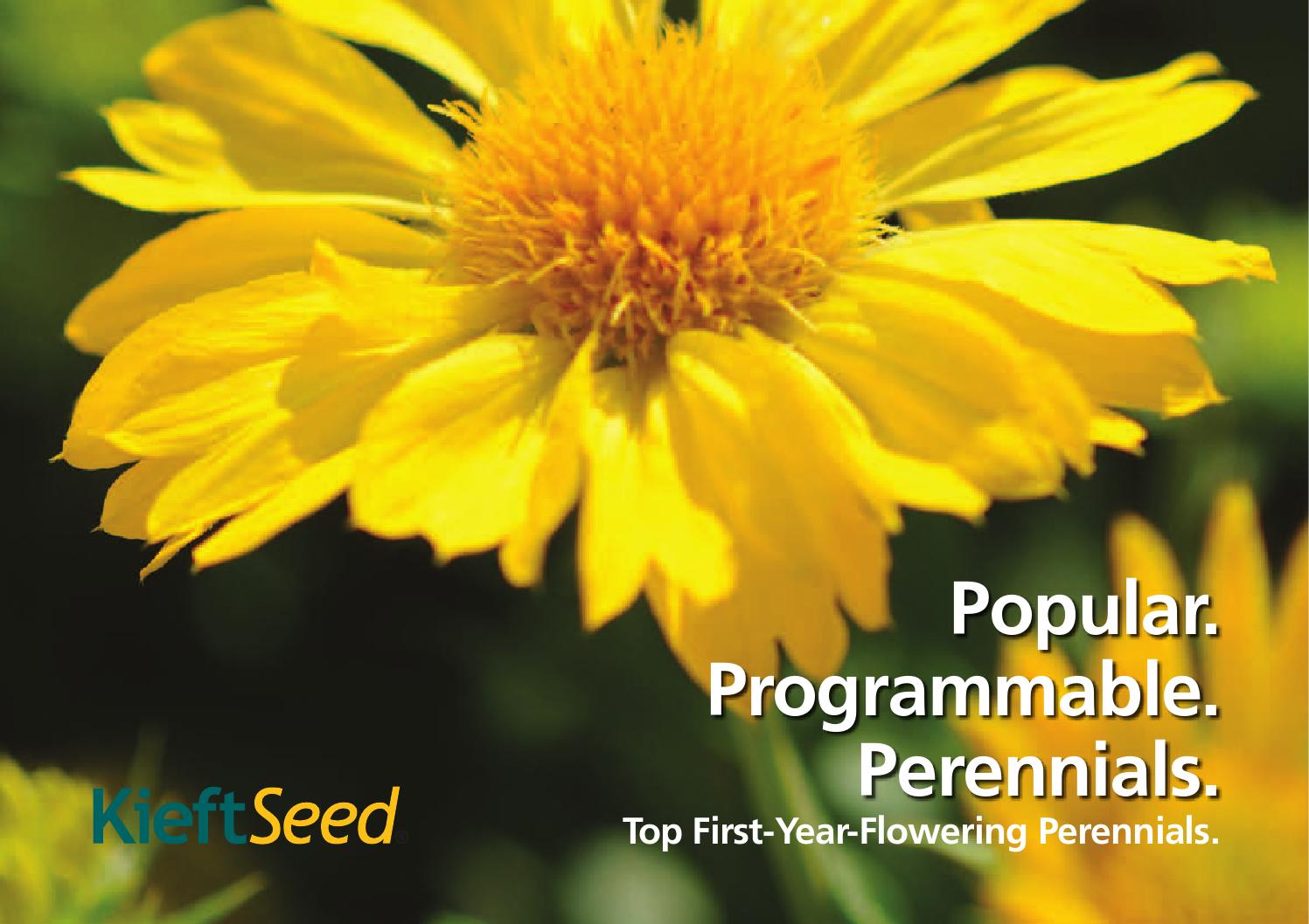 Popular. Programmable. Perennials. Kieft Seed by PanAmerican Seed - Issuu