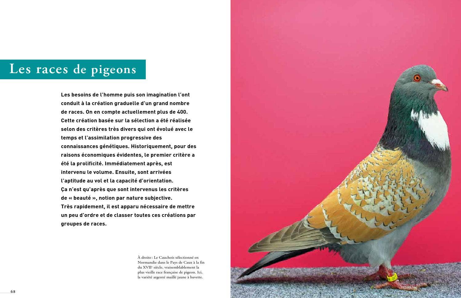 Extrait Le pigeon de A à Z - Éditions Ulmer by Éditions Ulmer - Issuu
