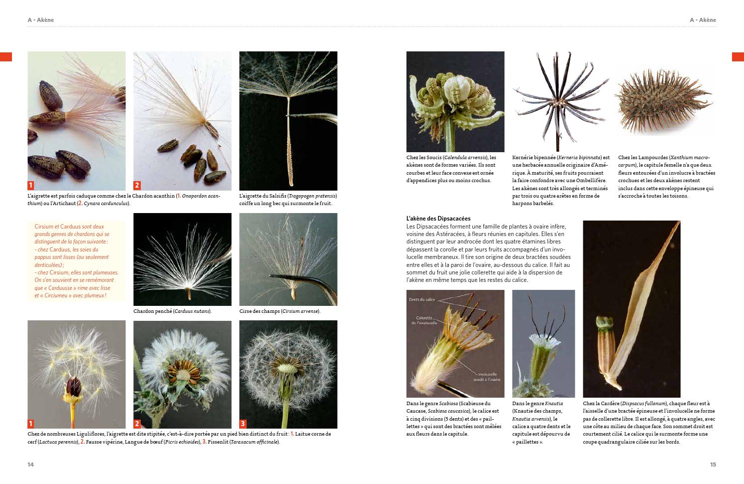 Extrait Dictionnaire visuel de botanique - Éditions Ulmer by Éditions ...