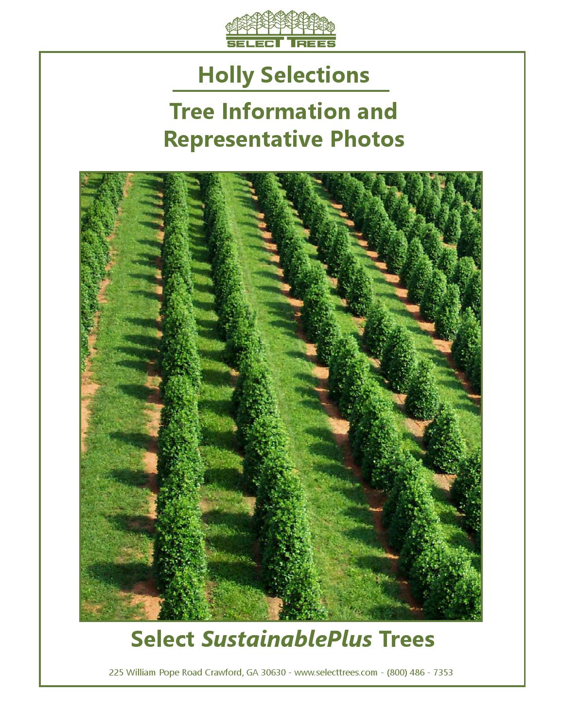 Select Trees Holly Selections - Tree Information and Representative ...