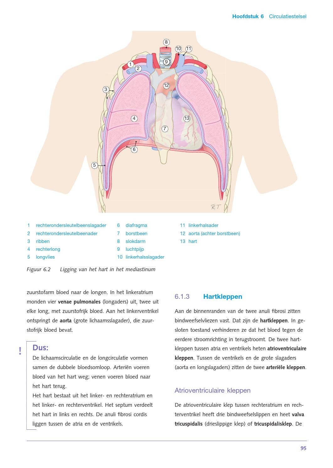 Anatomie en fysiologie van de mens by ThiemeMeulenhoff - Issuu