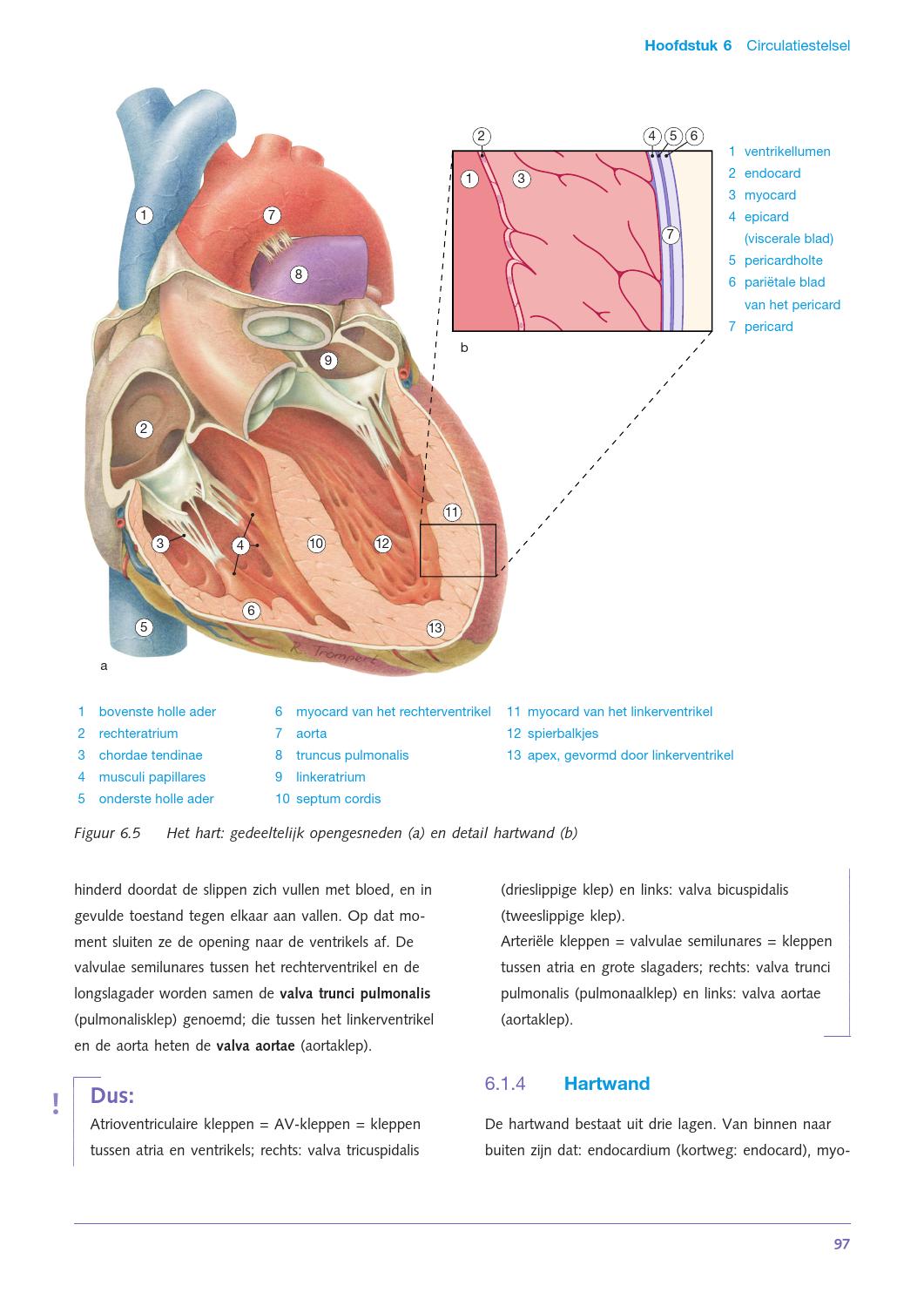 Anatomie en fysiologie van de mens by ThiemeMeulenhoff - Issuu