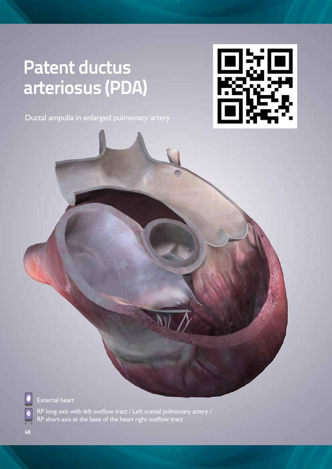 3D Cardiology in small animals: Pathophysiological basis and diagnostic ...